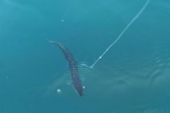 Hullbot: A robot for hull inspection and cleaning