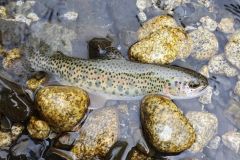 Hullbot: A robot for hull inspection and cleaning